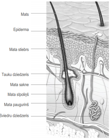 Interesanti fakti par matiem - STENDERS Kosmētika